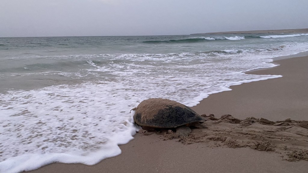 Turtles in Oman - Where to see them? - Besides the Obvious
