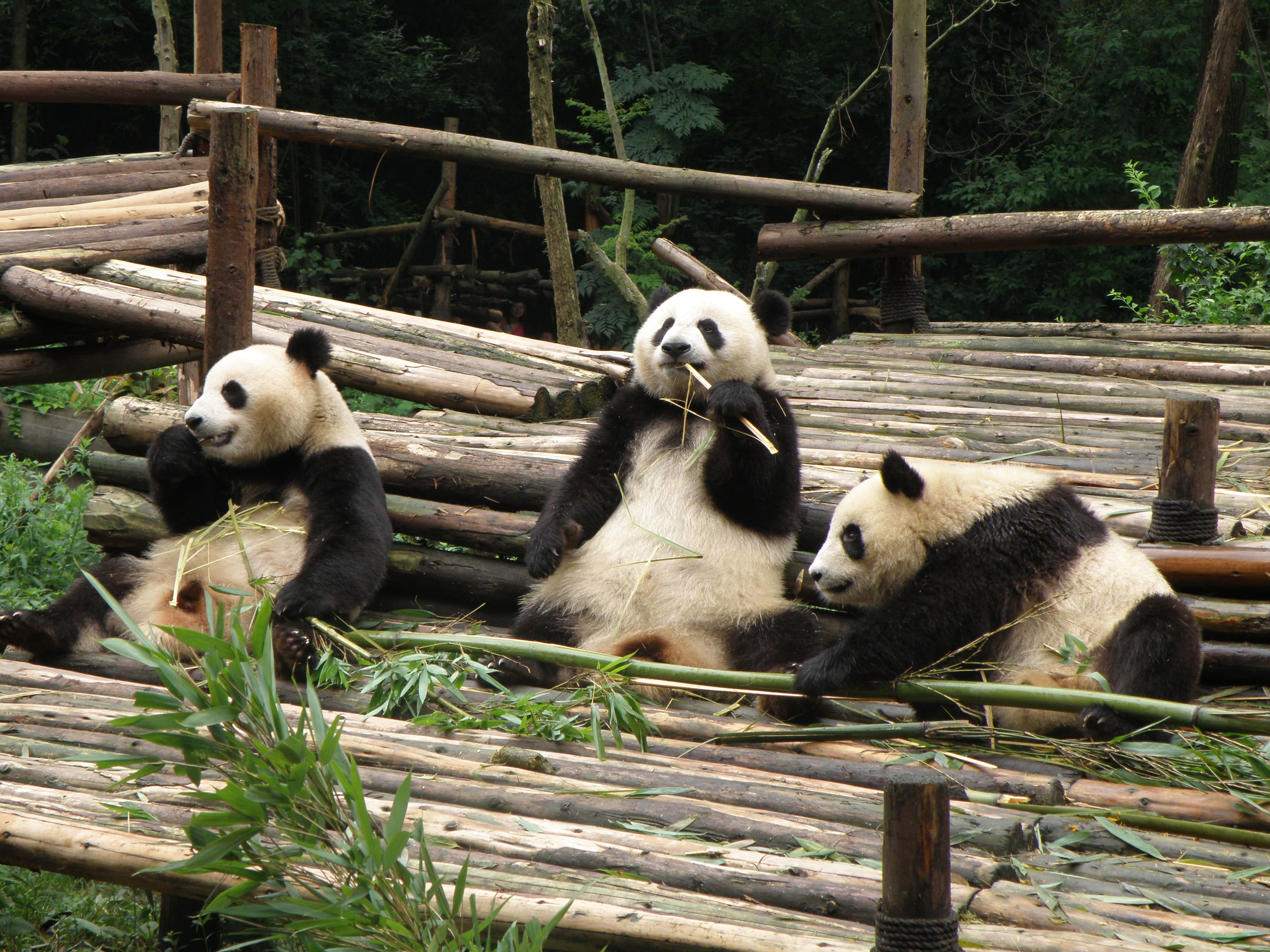 The best things to do in Chengdu